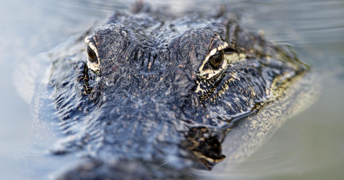 12 “scary” critters right out of a horror movie (& where to find them ...