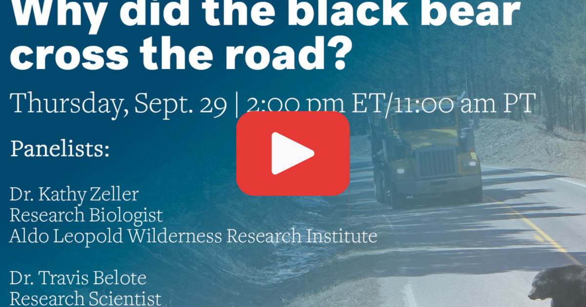 Why did the black bear cross the road? | Webinar | The Wilderness Society