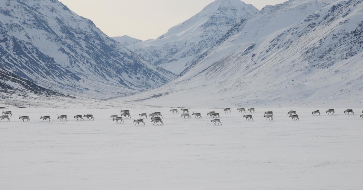 Big Win for Alaska Conservation and Indigenous Rights | The Wilderness ...