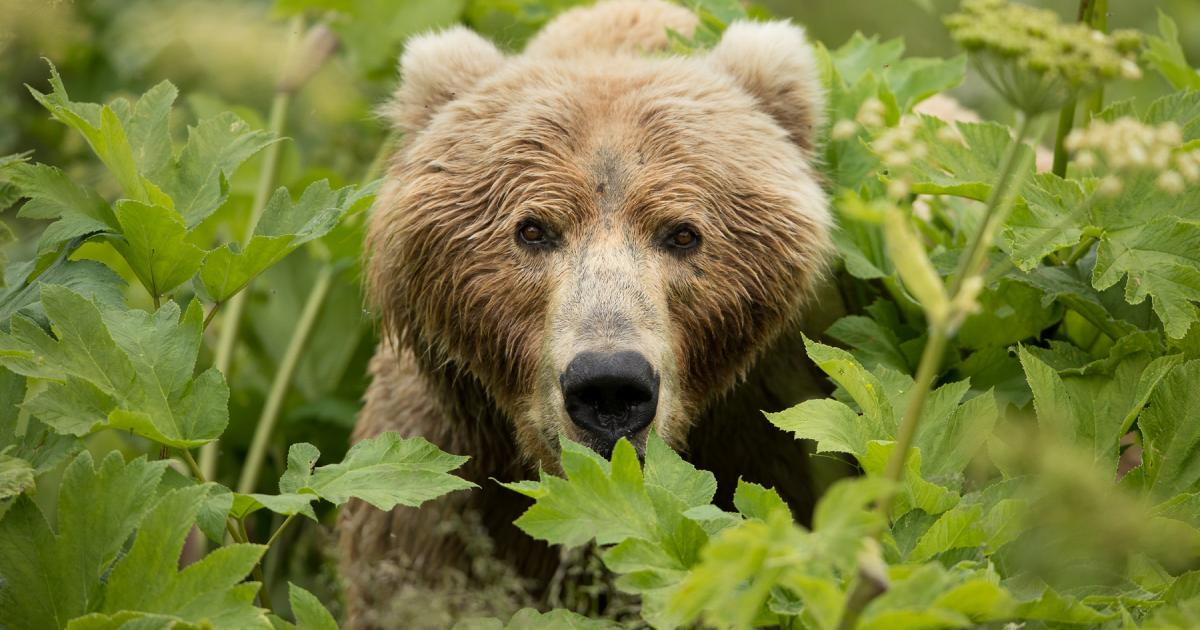 Experts: Climate change and nature loss magnify each other | The ...