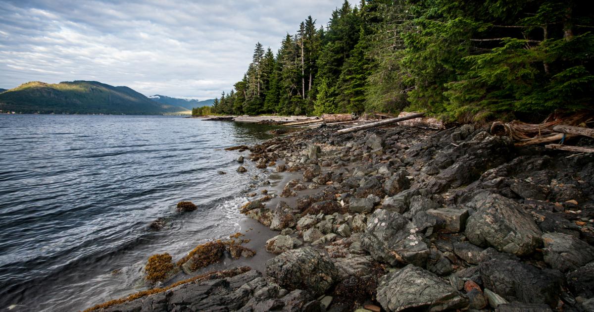 Forest Service Should Halt Alaska Roadless Rule Process During ...