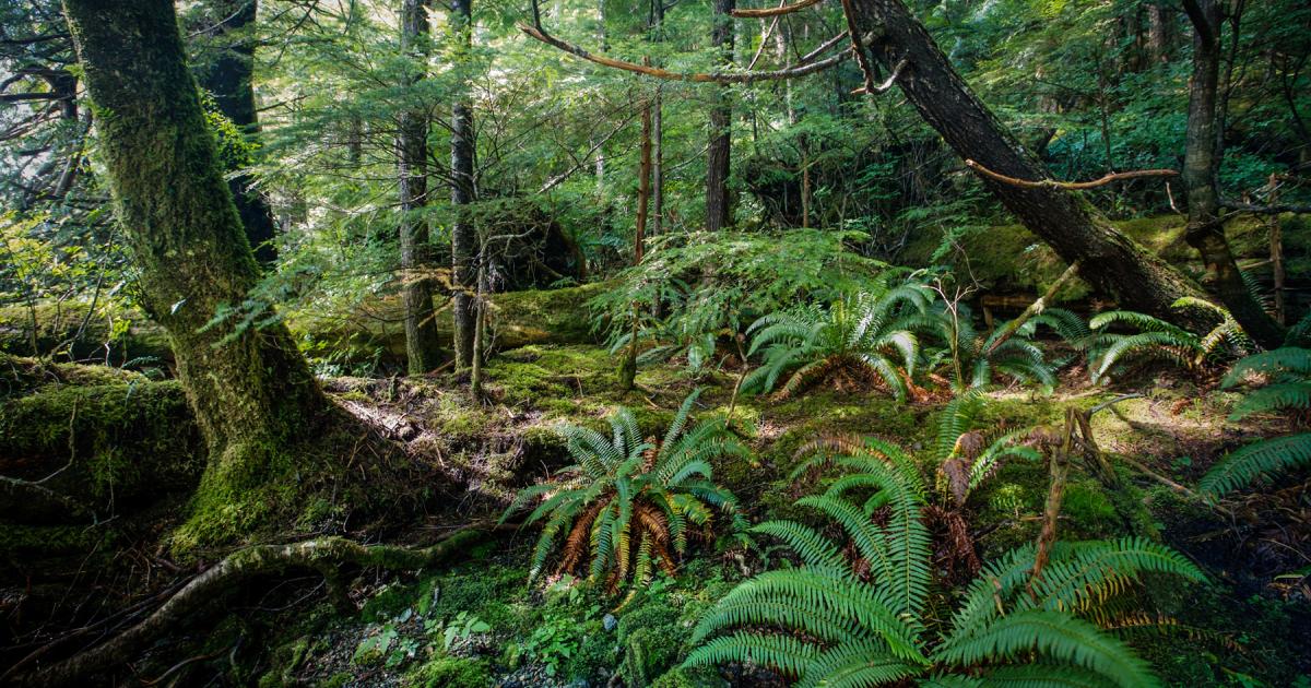 Study shows roadless forests are key to protecting national parks ...