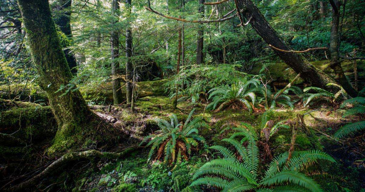 Conservation: Tongass National Forest | The Wilderness Society