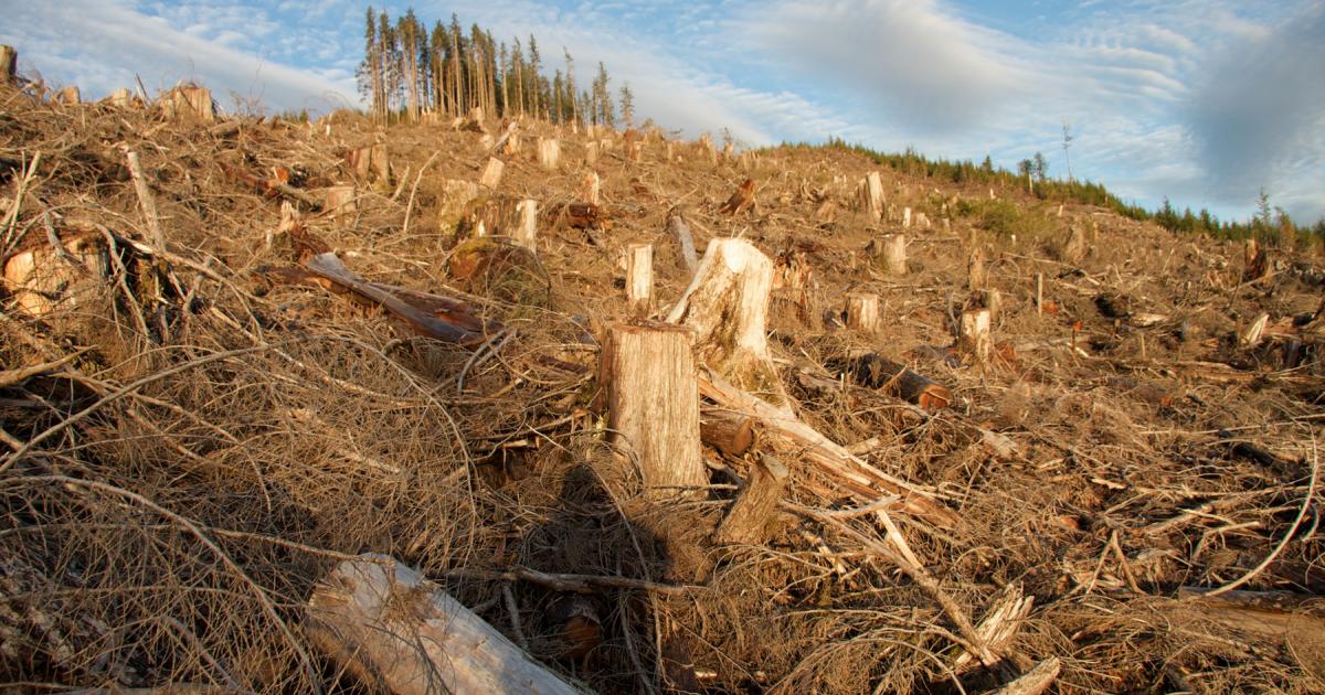 3 reasons ramped-up logging in our biggest national forest could be a ...