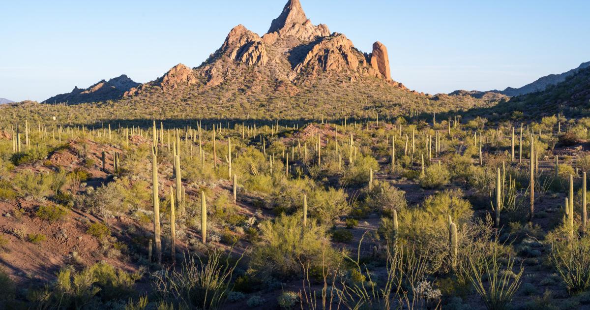 A chance to protect “The Green Desert” for generations | The Wilderness ...