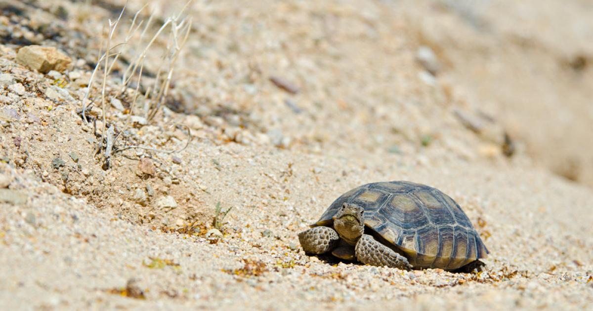 President Biden secures legacy with two new national monuments in ...