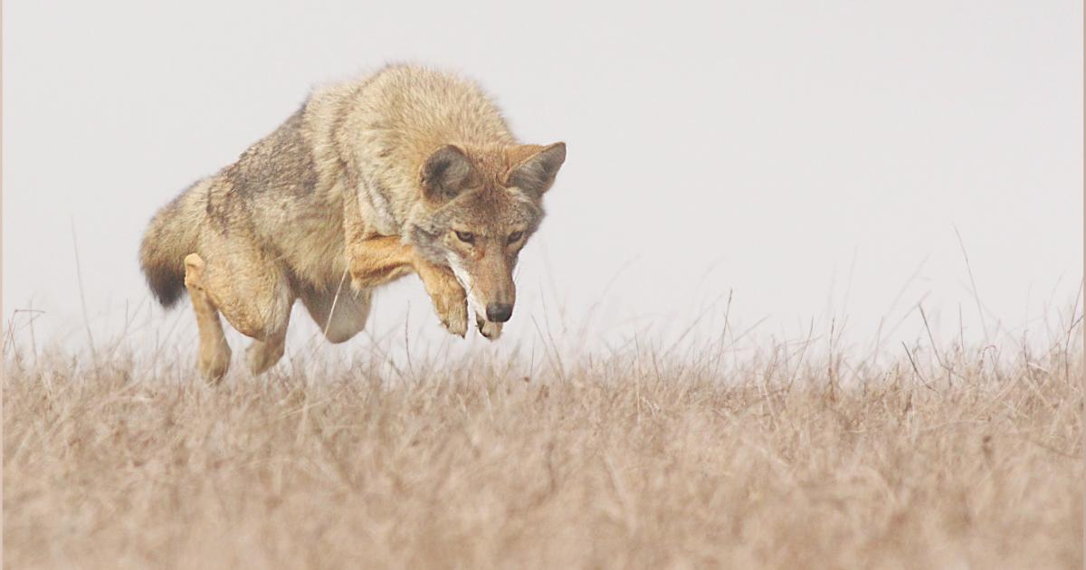 Map shows the wildest land linking protected areas of the U.S. | The ...