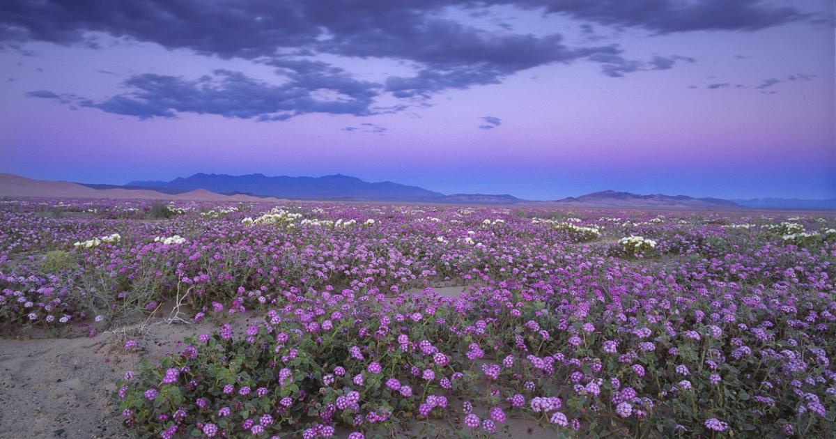 Desert Renewable Energy Conservation Plan | The Wilderness Society