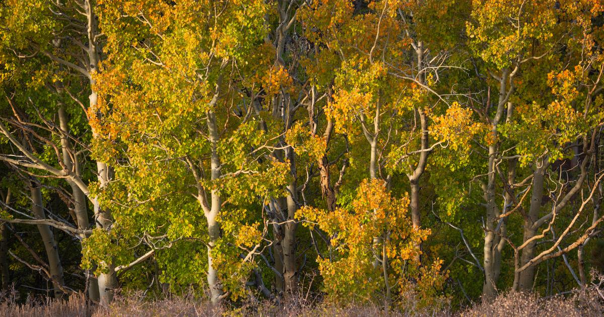 Sustainability: Sierra Nevada Forests | The Wilderness Society