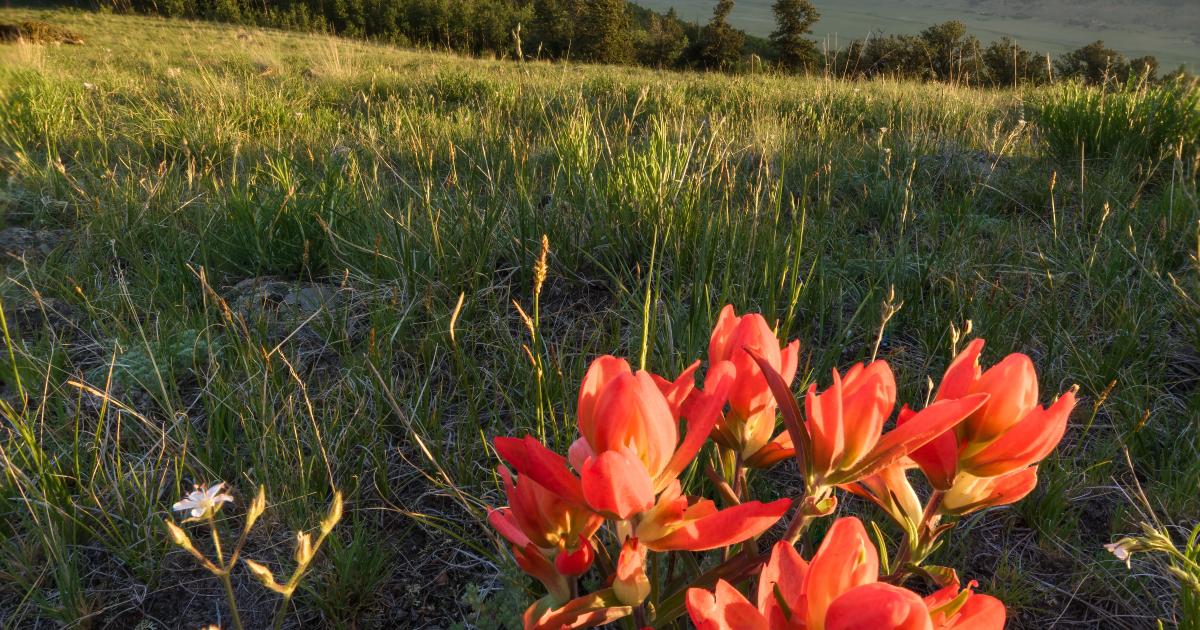 Tips for wildflower hunting | The Wilderness Society