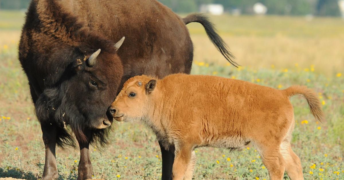 Blooming flowers and bison calves: 7 signs of spring in wildlife ...