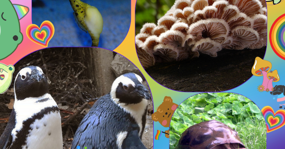 Nature is queer—and we should embrace that! | The Wilderness Society