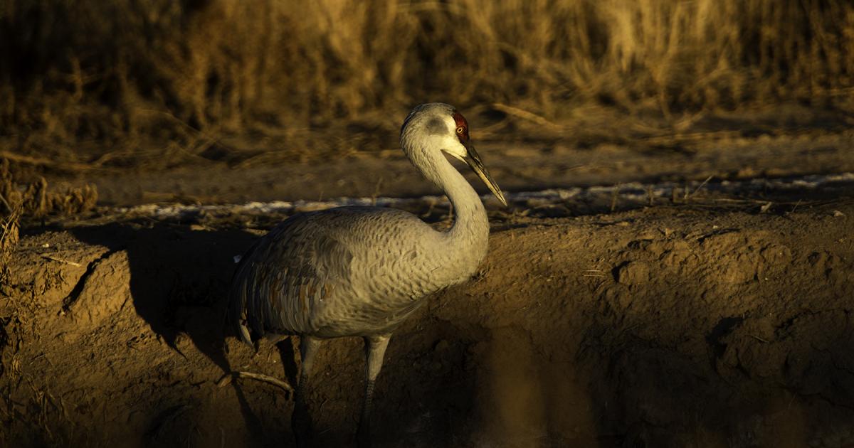 A win for community-led conservation: Valle de Oro Urban National ...