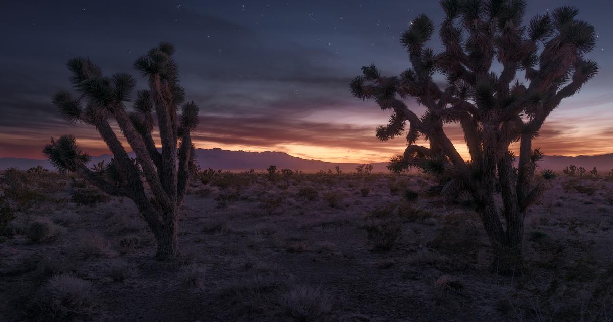 Conservation: Mojave Desert Mountains | The Wilderness Society