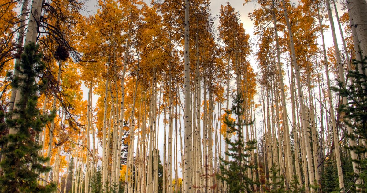 Utah files petition to log its wildest forests | The Wilderness Society