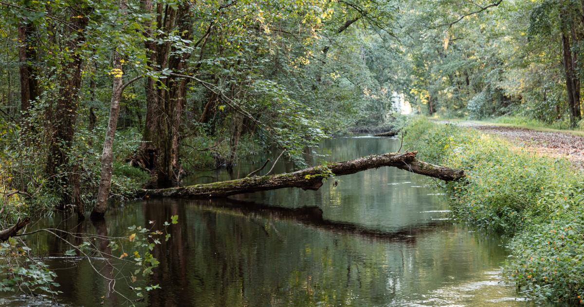 Conservation: Great Dismal Swamp | The Wilderness Society