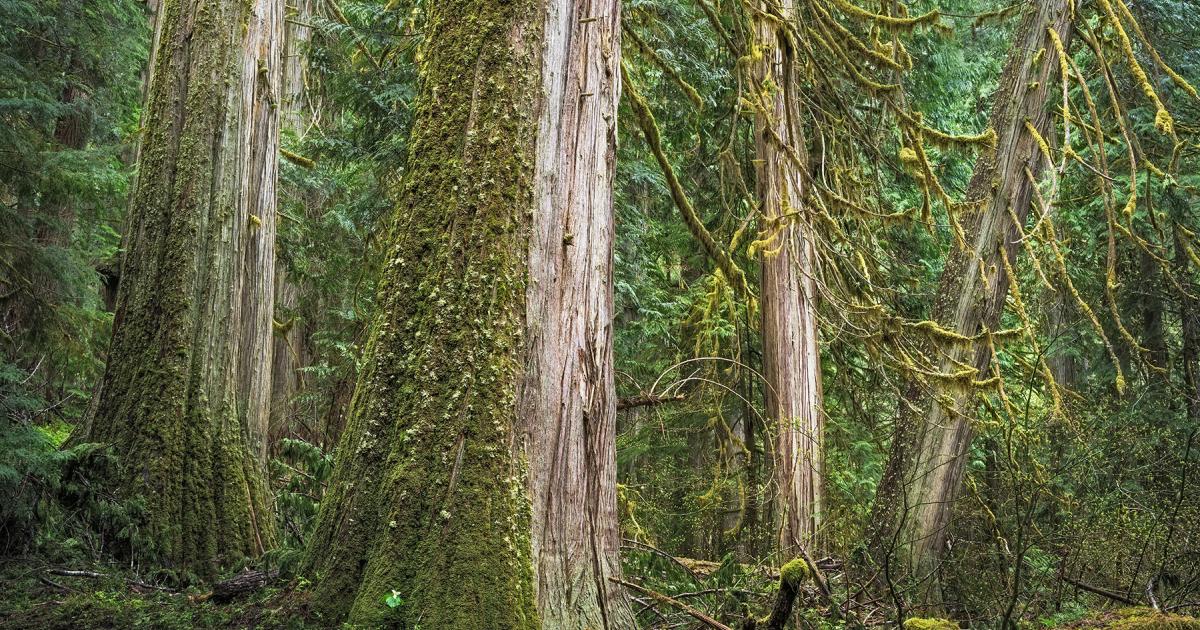 What makes an “old-growth” forest? It depends on more than just age ...