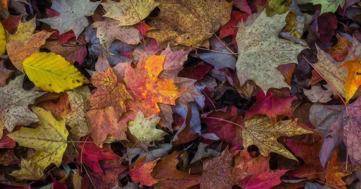 Explore fall color: 5 great resources for finding peak fall foliage ...