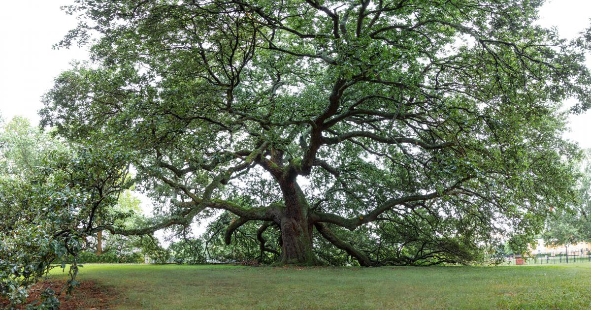 People escaping enslavement found refuge in the Great Dismal Swamp. A ...