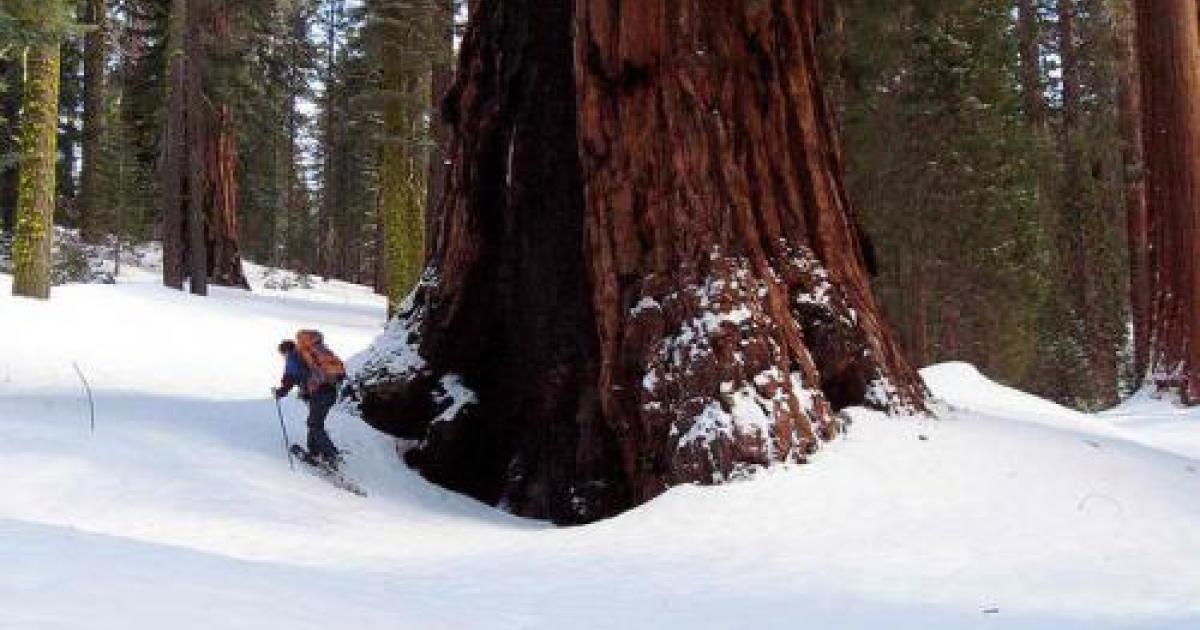 Snowshoes are your ticket for wilderness-friendly winter recreation ...